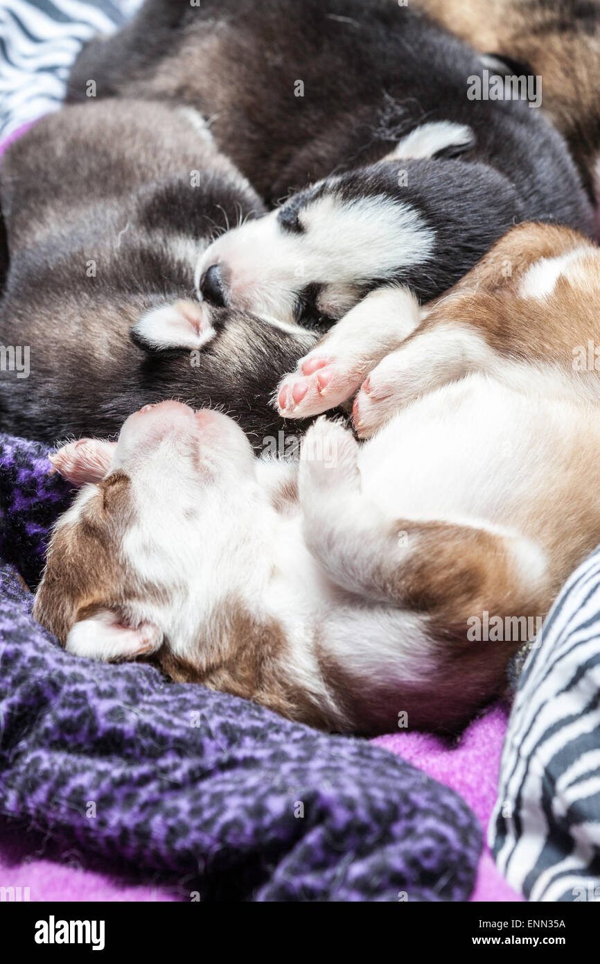 Sleepy two week old husky puppies with their cute little faces Stock ...