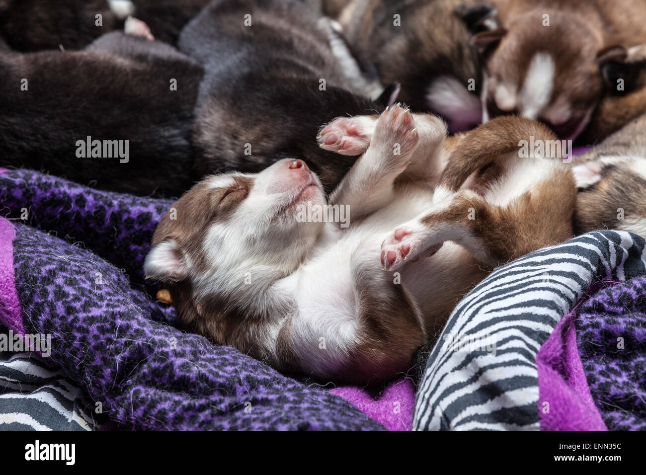Sleepy two week old husky puppies with their cute little faces Stock ...