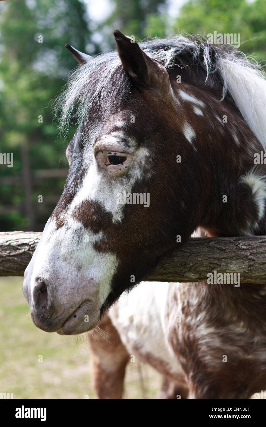A portrait of a pony Stock Photo - Alamy