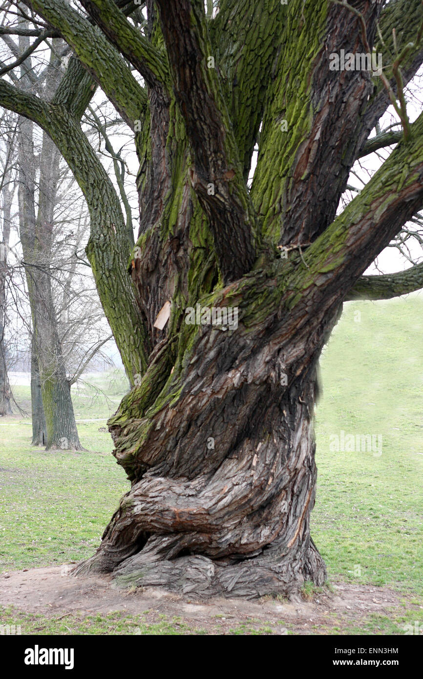 Big old tree Stock Photo - Alamy