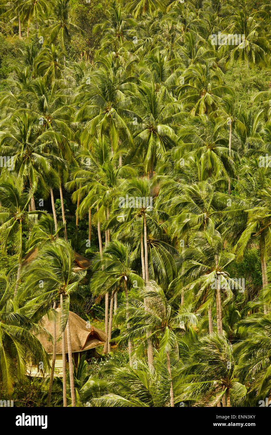 Palm huts hi-res stock photography and images - Alamy