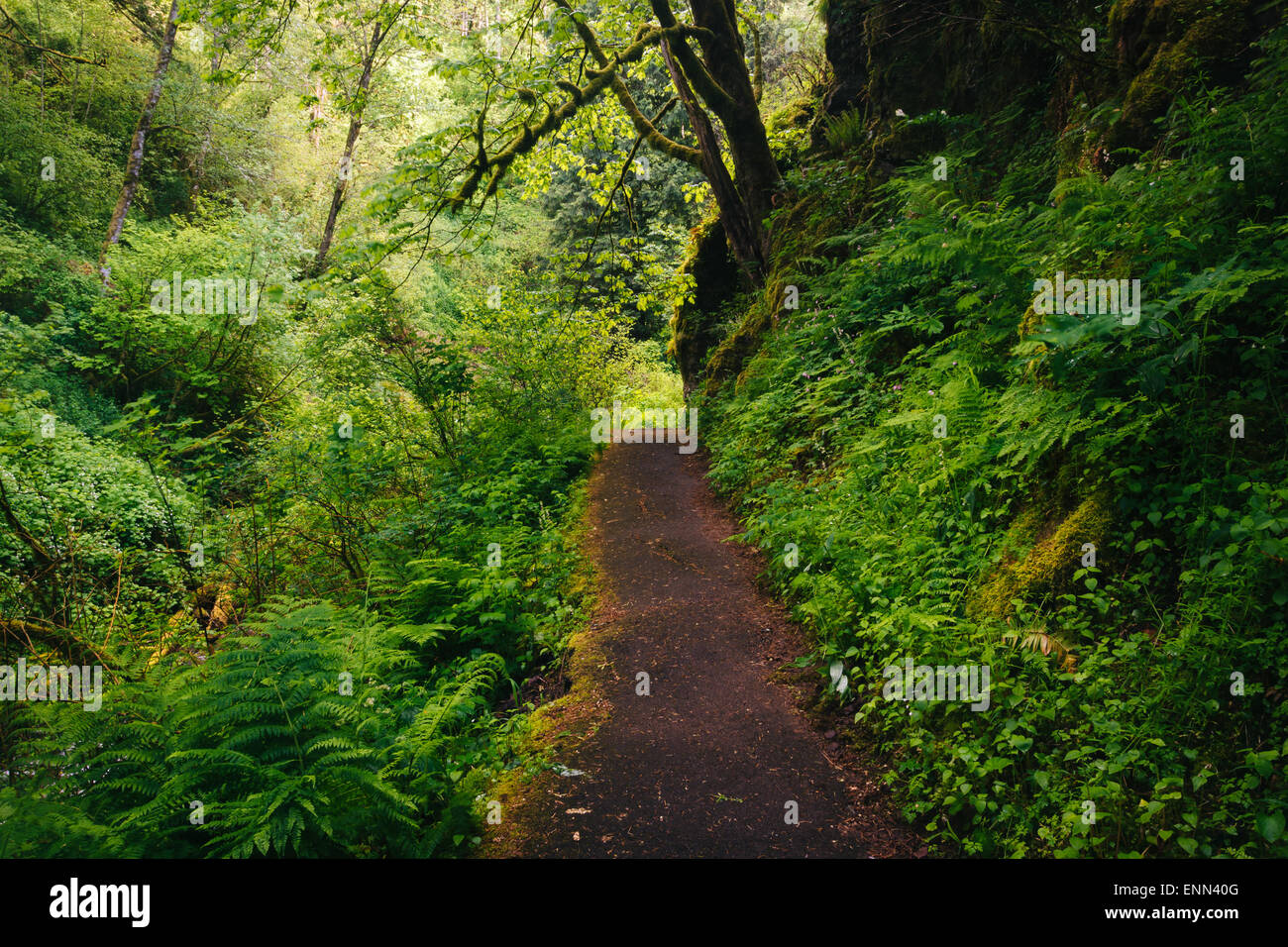Oregon city trail hi-res stock photography and images - Alamy