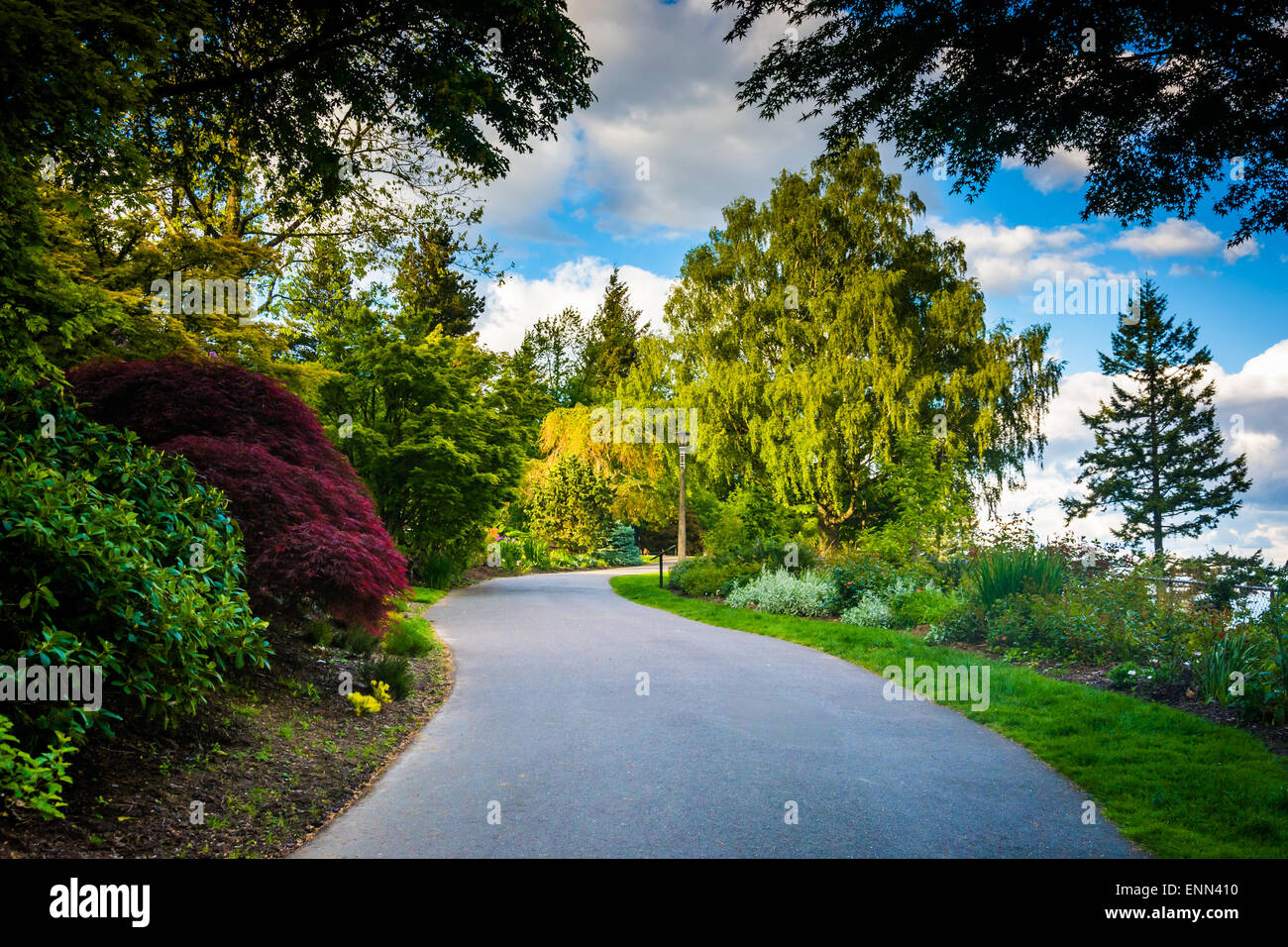 Trees along a walkway at Pittock Acres Park, in Portland, Oregon Stock ...