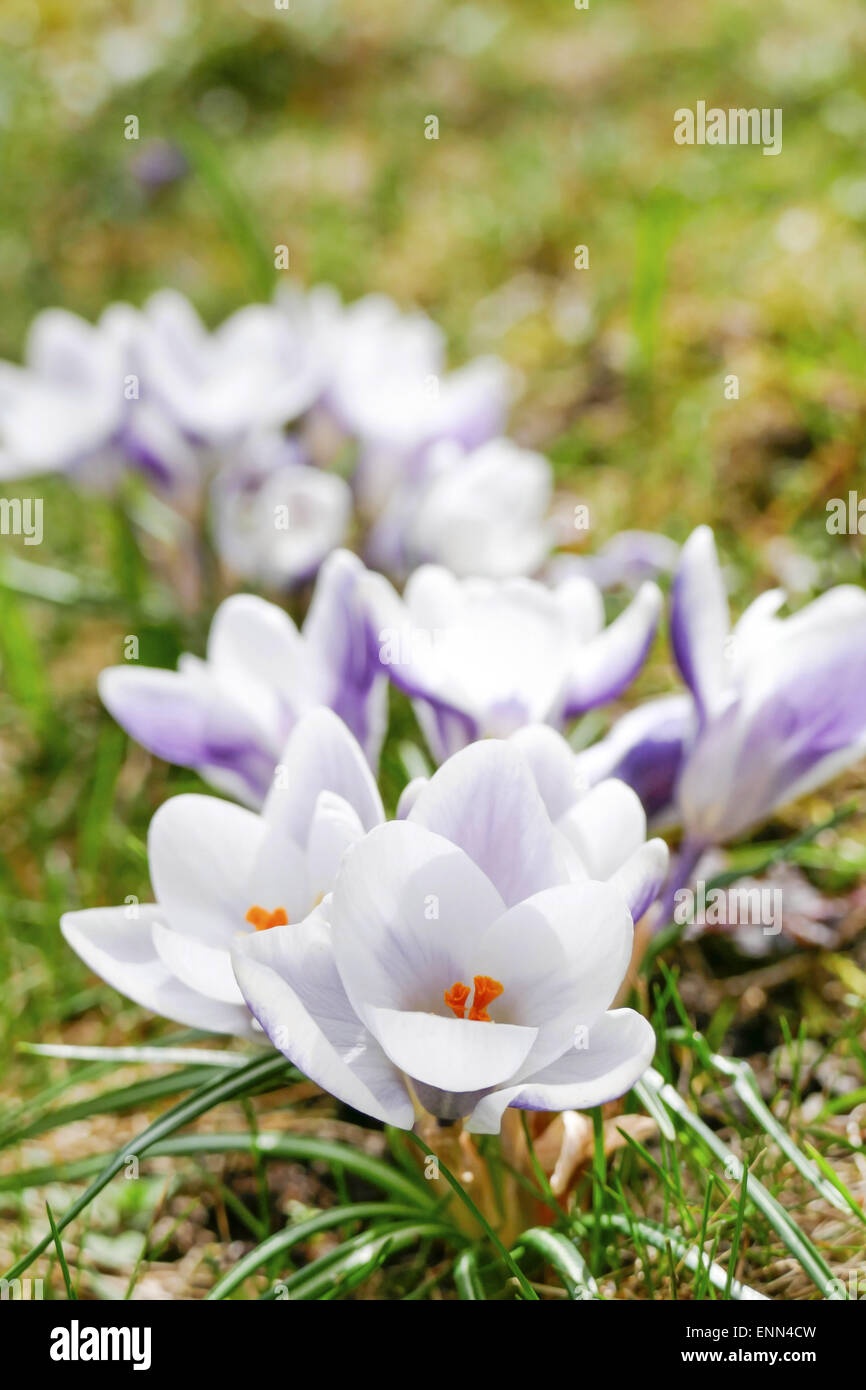 Frühlingsboten, blühende Krokuse, Crocus Stock Photo - Alamy