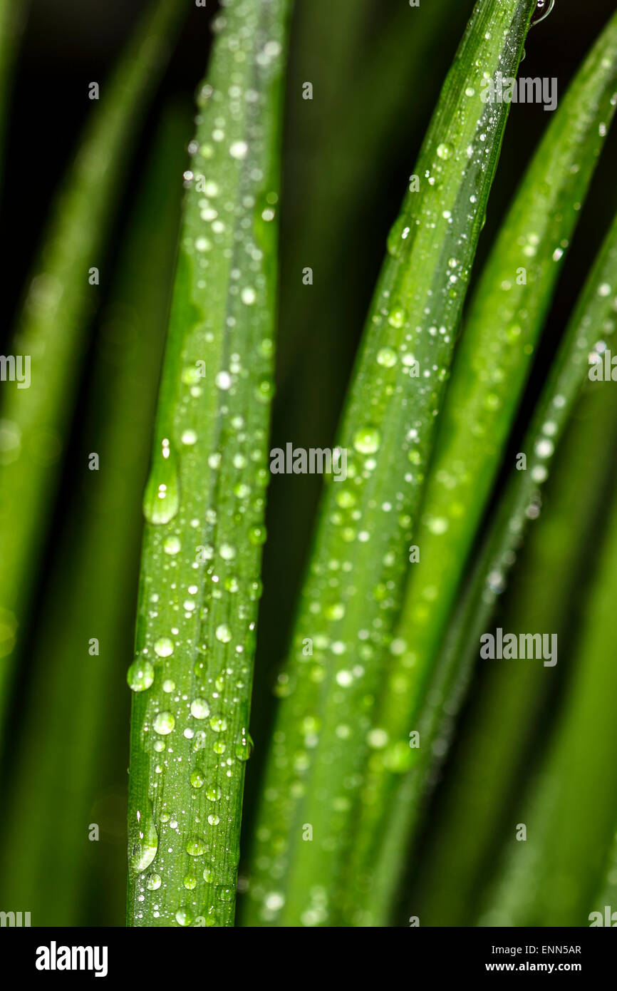 Rain drop on stems hi-res stock photography and images - Alamy