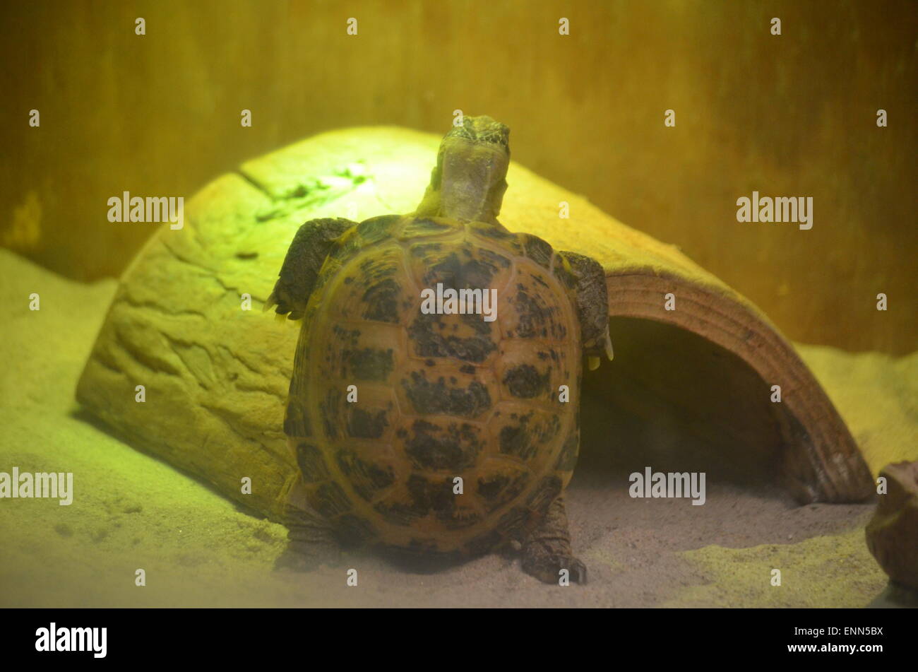 Turtle moving house hi-res stock photography and images - Alamy