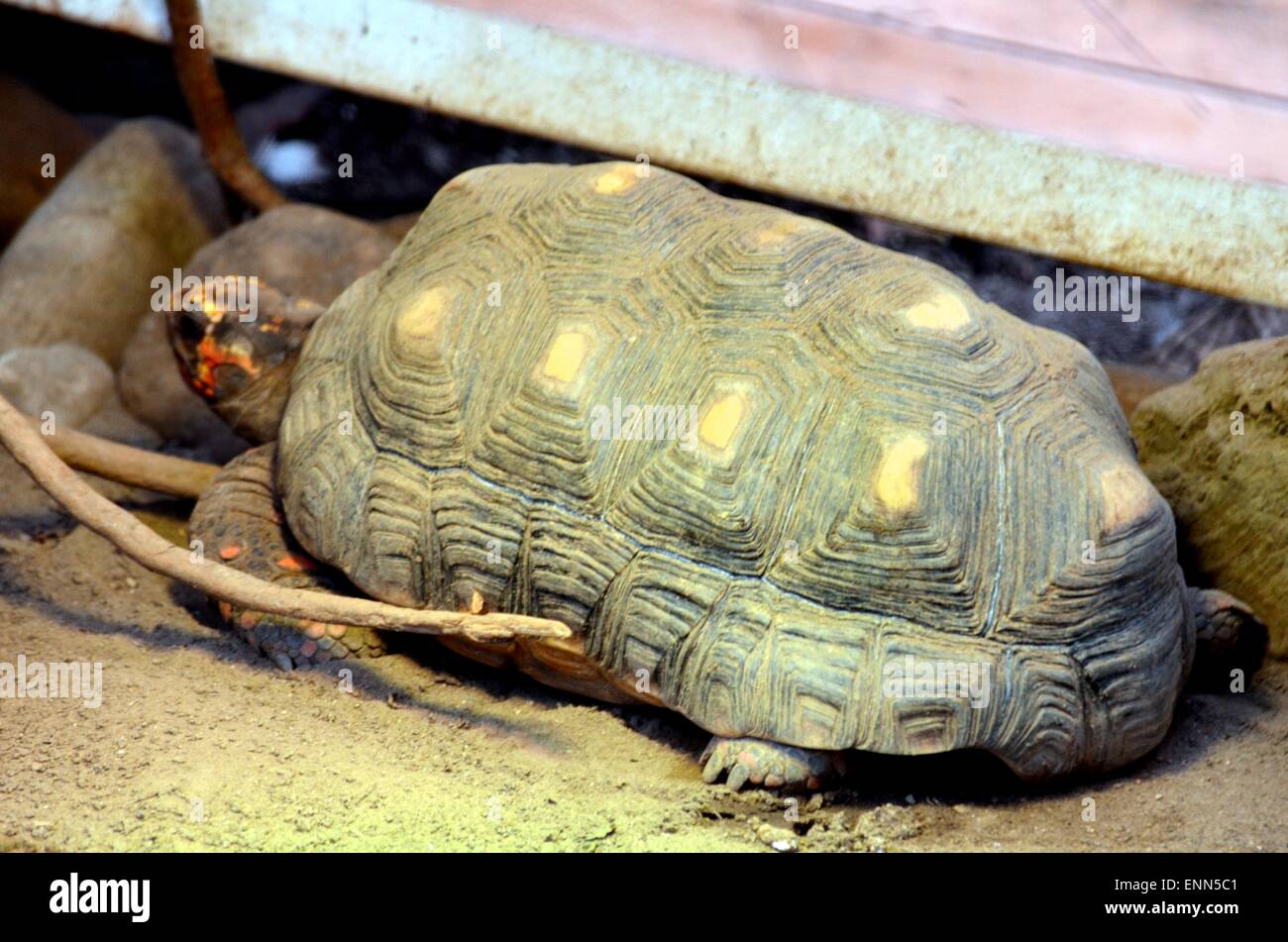 Tortoise shells hi-res stock photography and images - Alamy