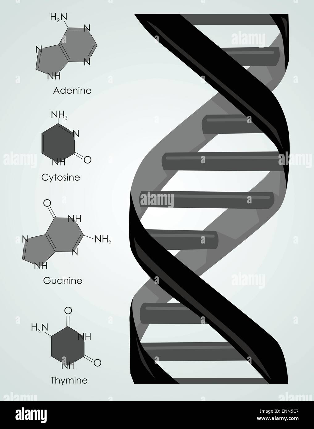Dna strand isolated Stock Vector Images - Alamy
