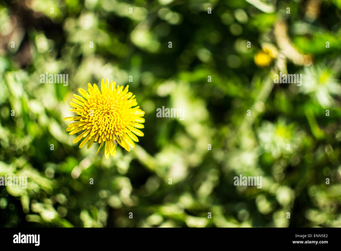 Yellow spring dandelion flower growing in green vegetation Stock Photo ...