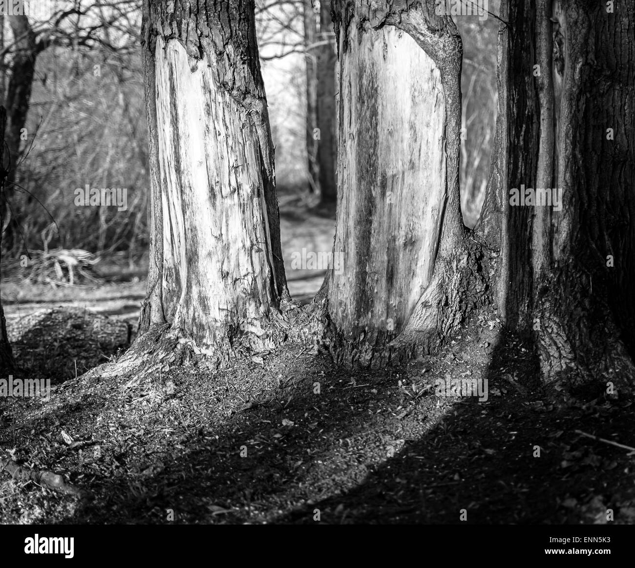 Black fores hi-res stock photography and images - Alamy