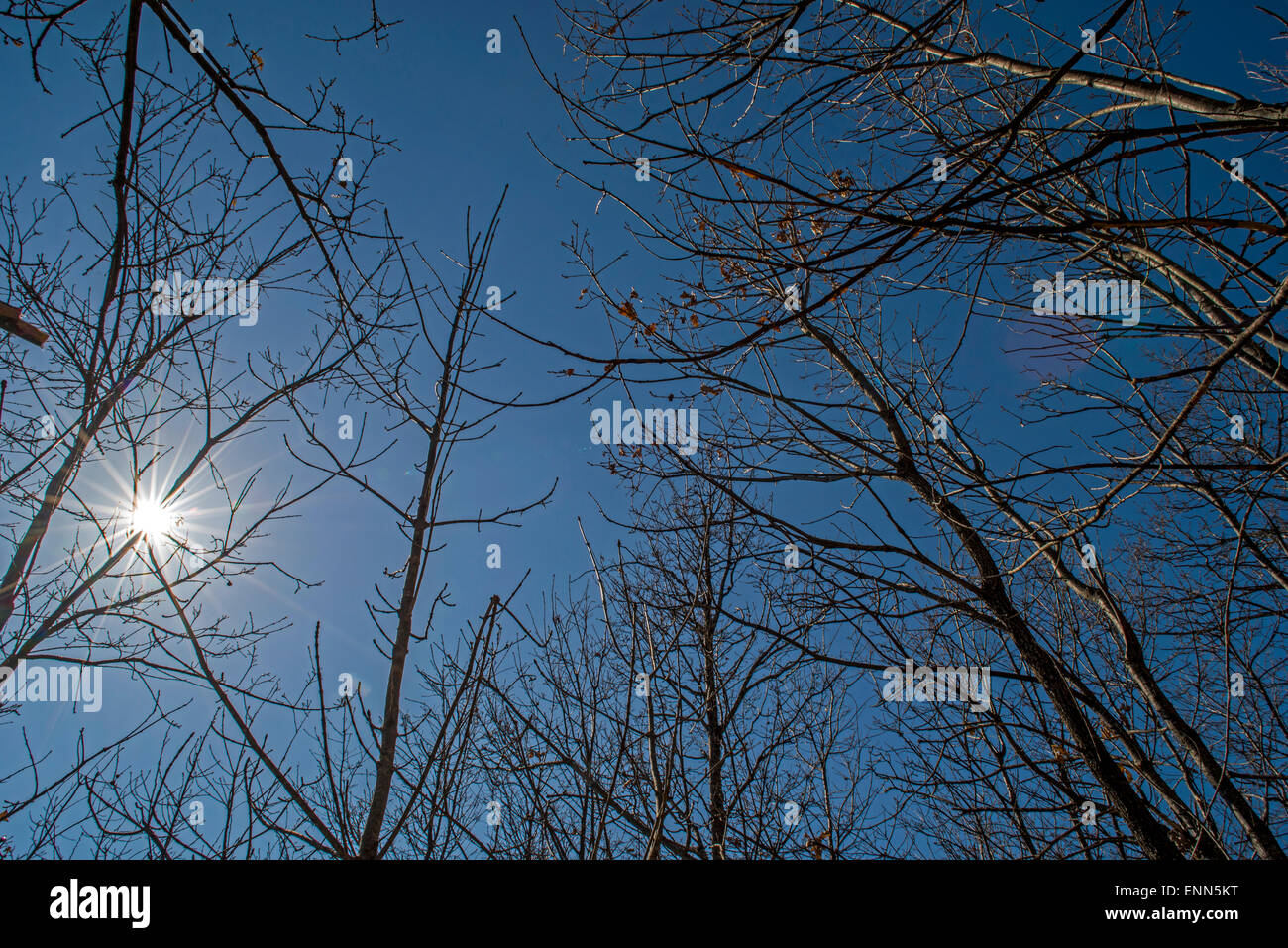 Trees in backlight with natural flare Stock Photo - Alamy