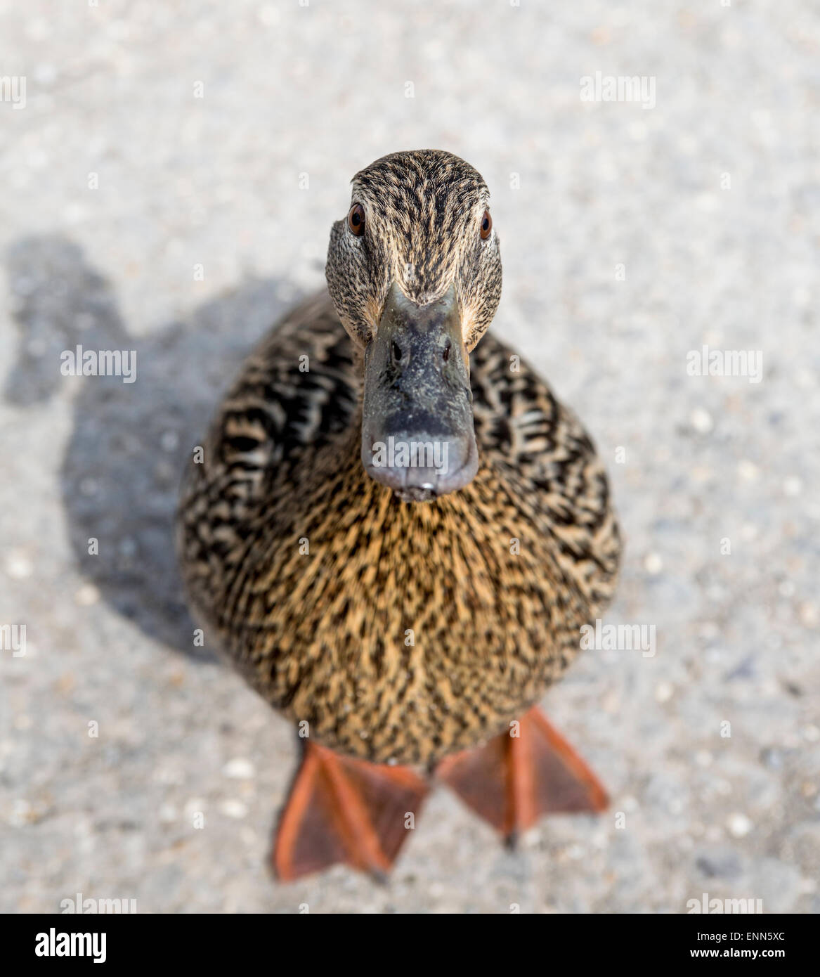 Female Mallard Duck Stock Photo - Alamy