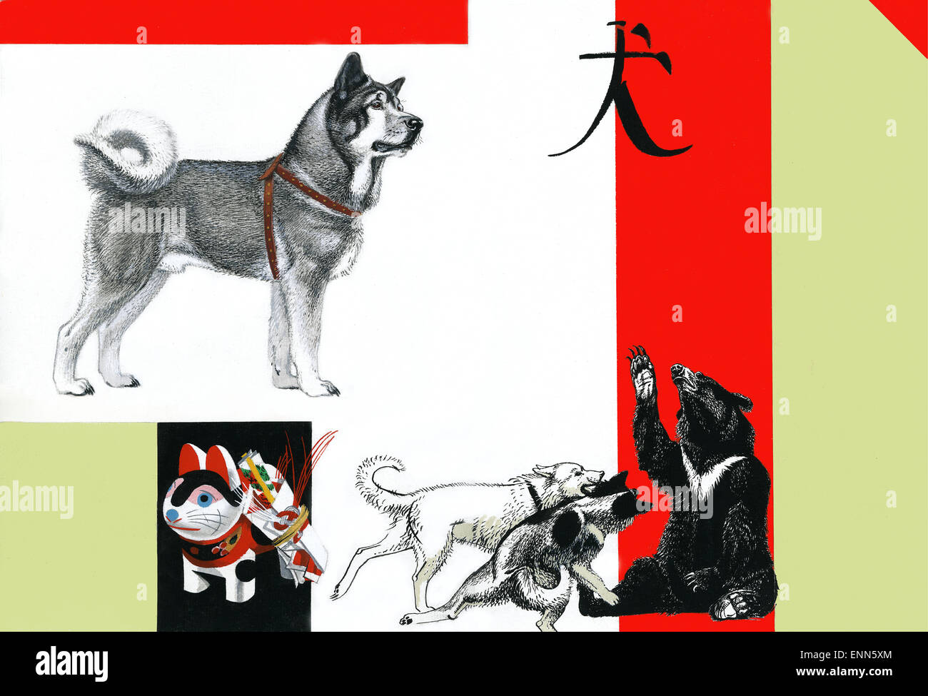 Japanese Akita.Akita Inu.Northern Breeds Stock Photo - Alamy