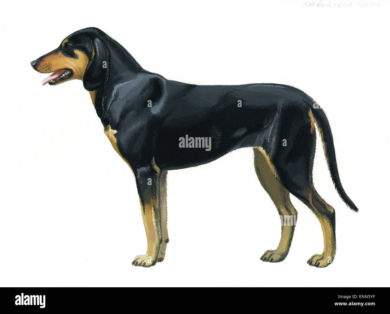Hunting hounds Cut Out Stock Images & Pictures - Alamy