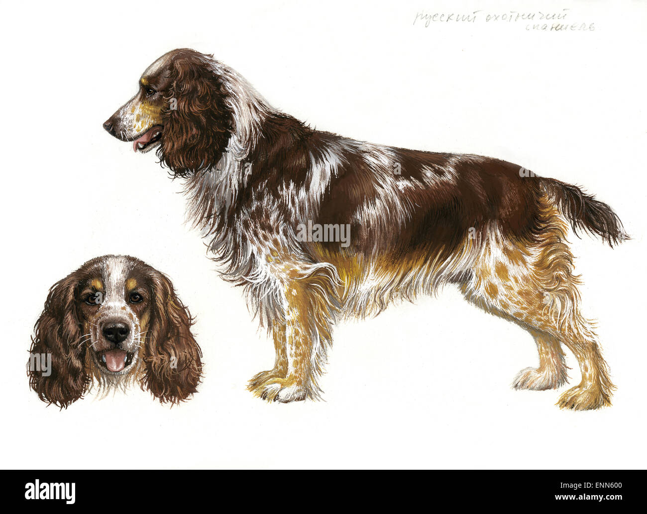 Are Russian Spaniels Good Pets