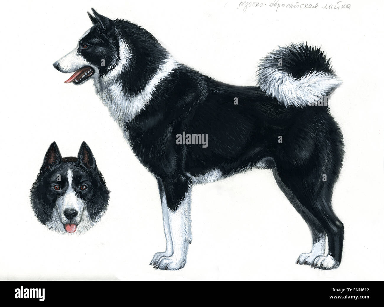 Russo-European Laika.Northern Breeds Stock Photo - Alamy