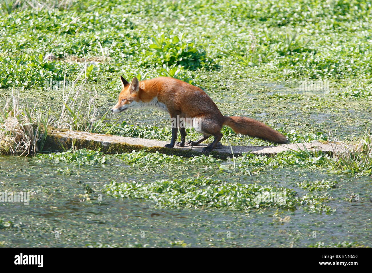Red Fox scent marking it's territory on concrete divider in a water ...