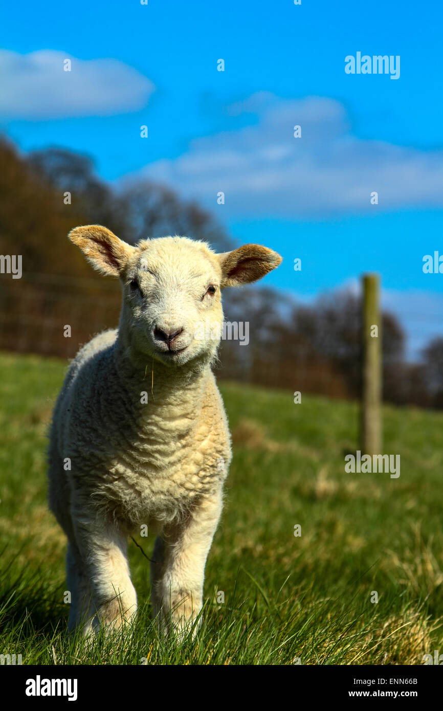 Young spring birth hi-res stock photography and images - Alamy