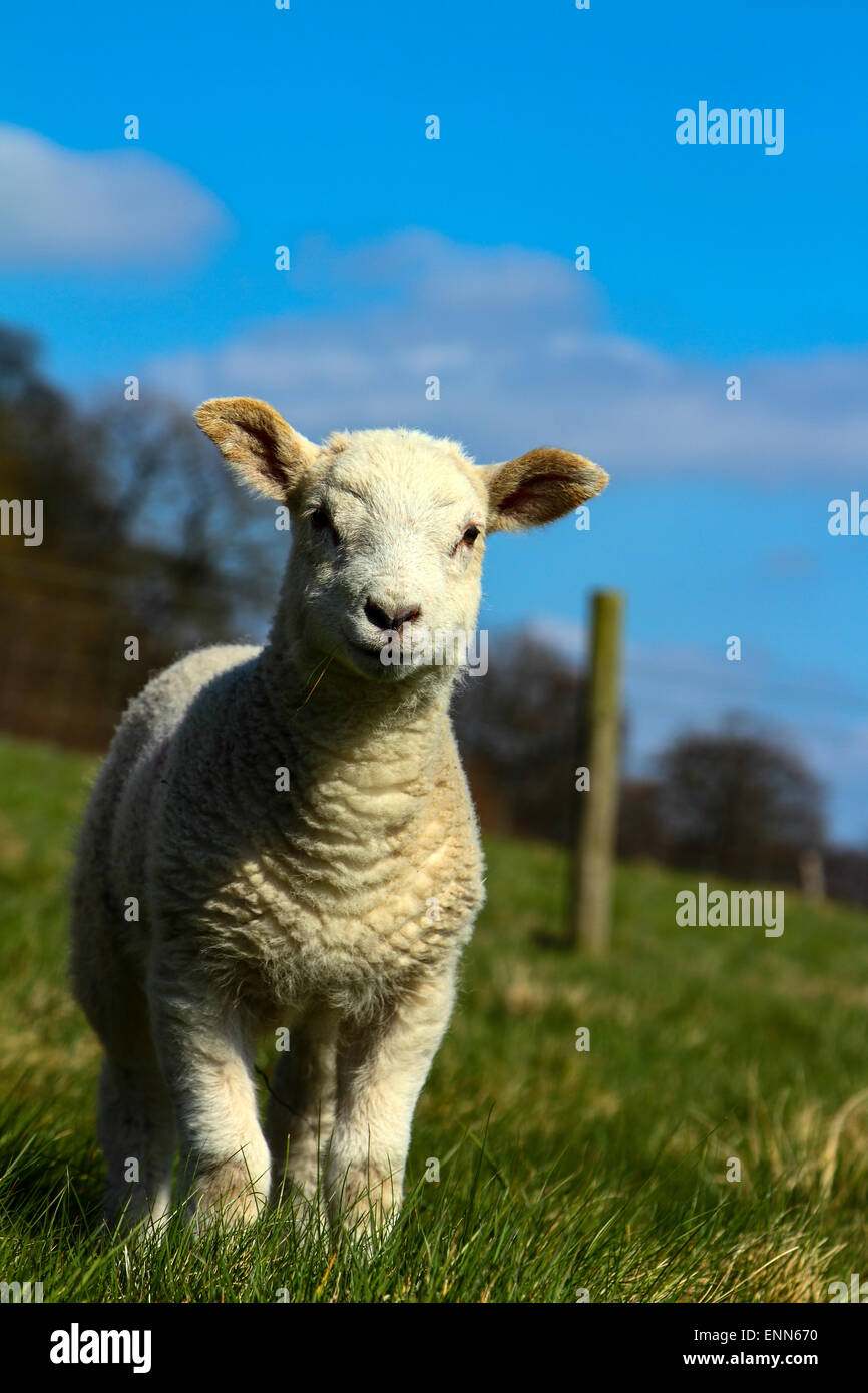 Young Spring lamb Stock Photo - Alamy