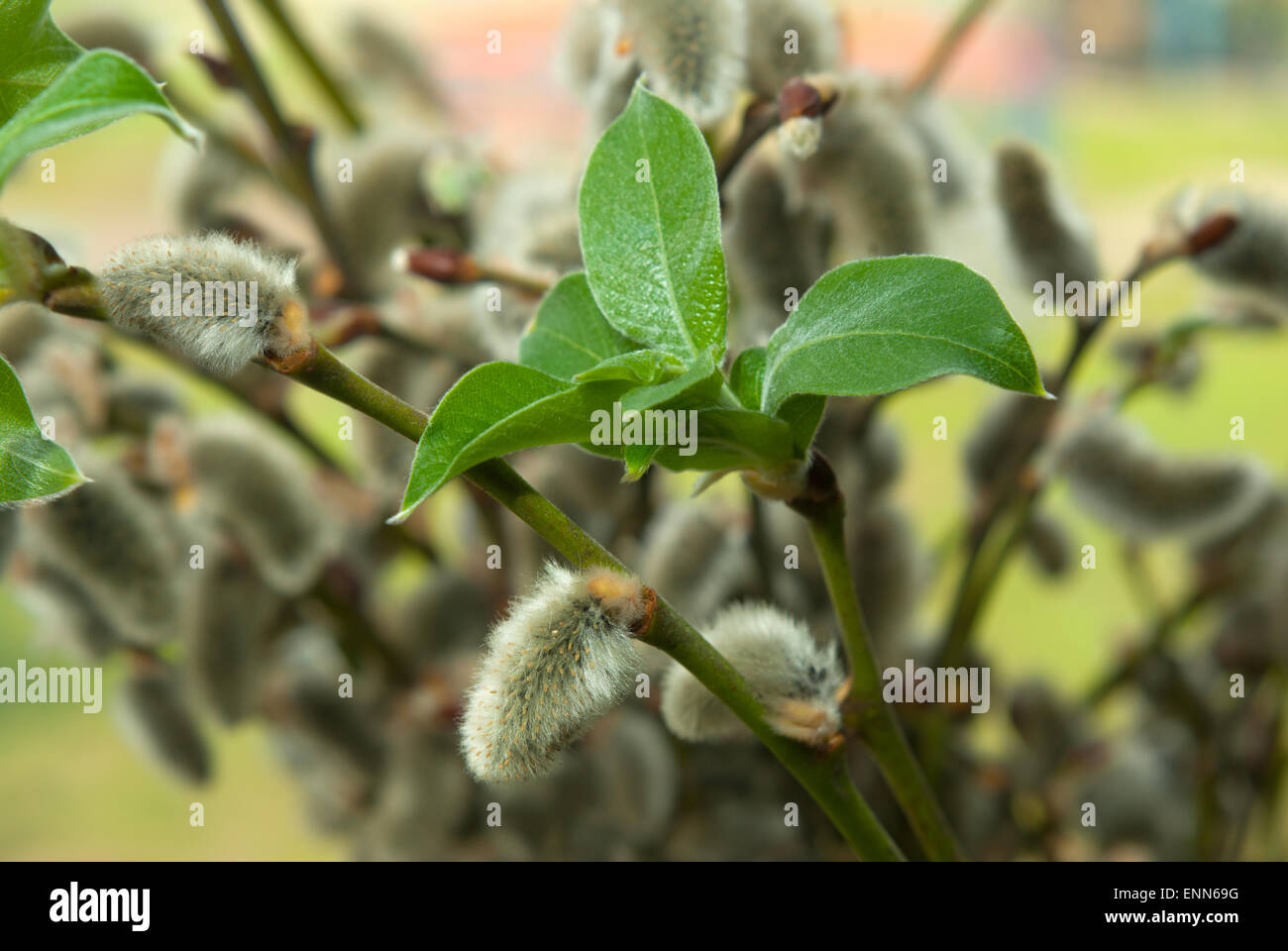 Blossoming branch of a willow (Salix alba L Stock Photo - Alamy