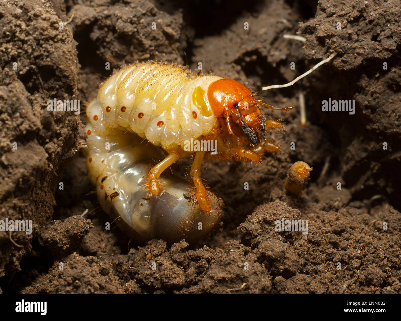 Melolontha melolontha larva hi-res stock photography and images - Alamy