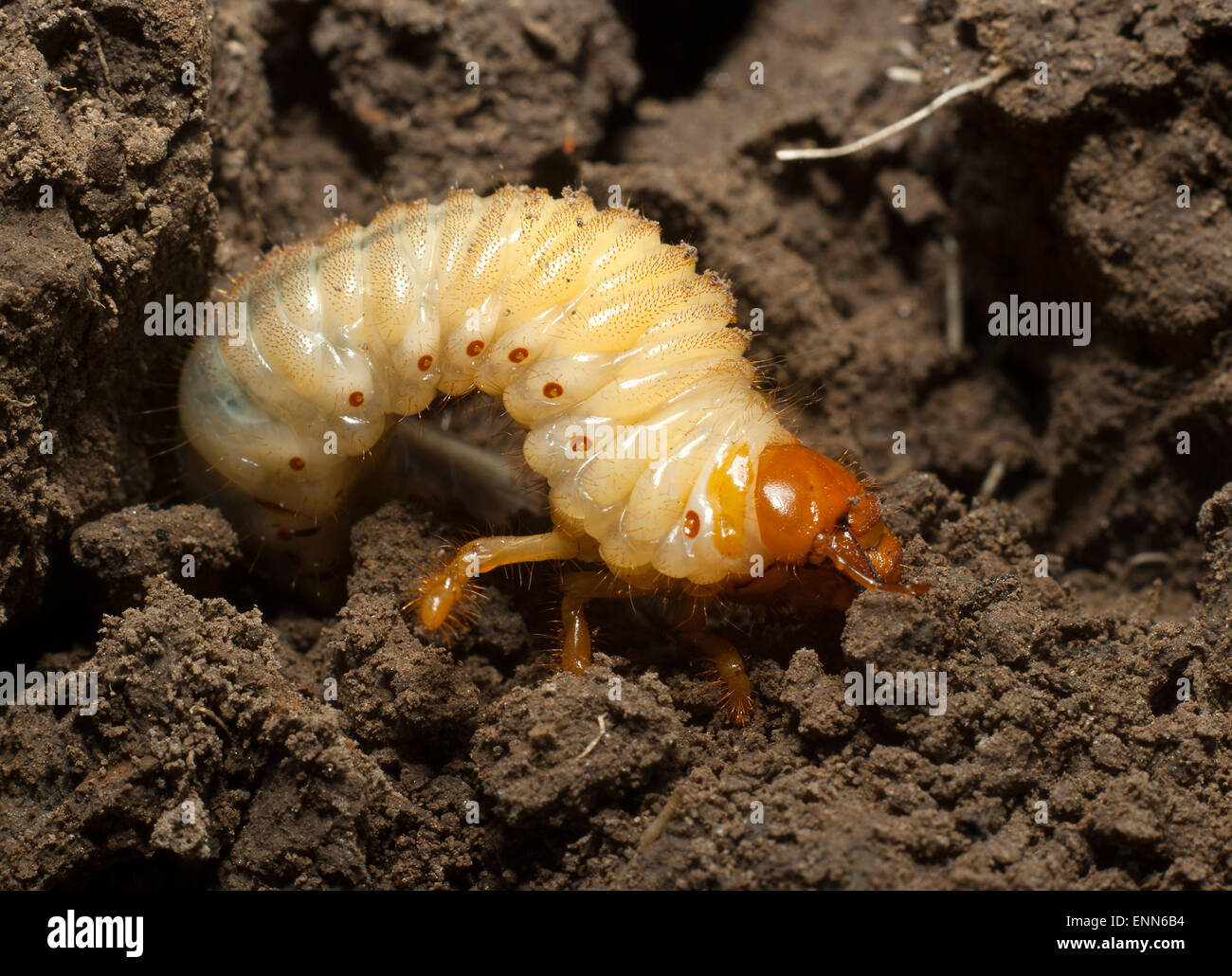 Melolontha melolontha larva hi-res stock photography and images - Alamy