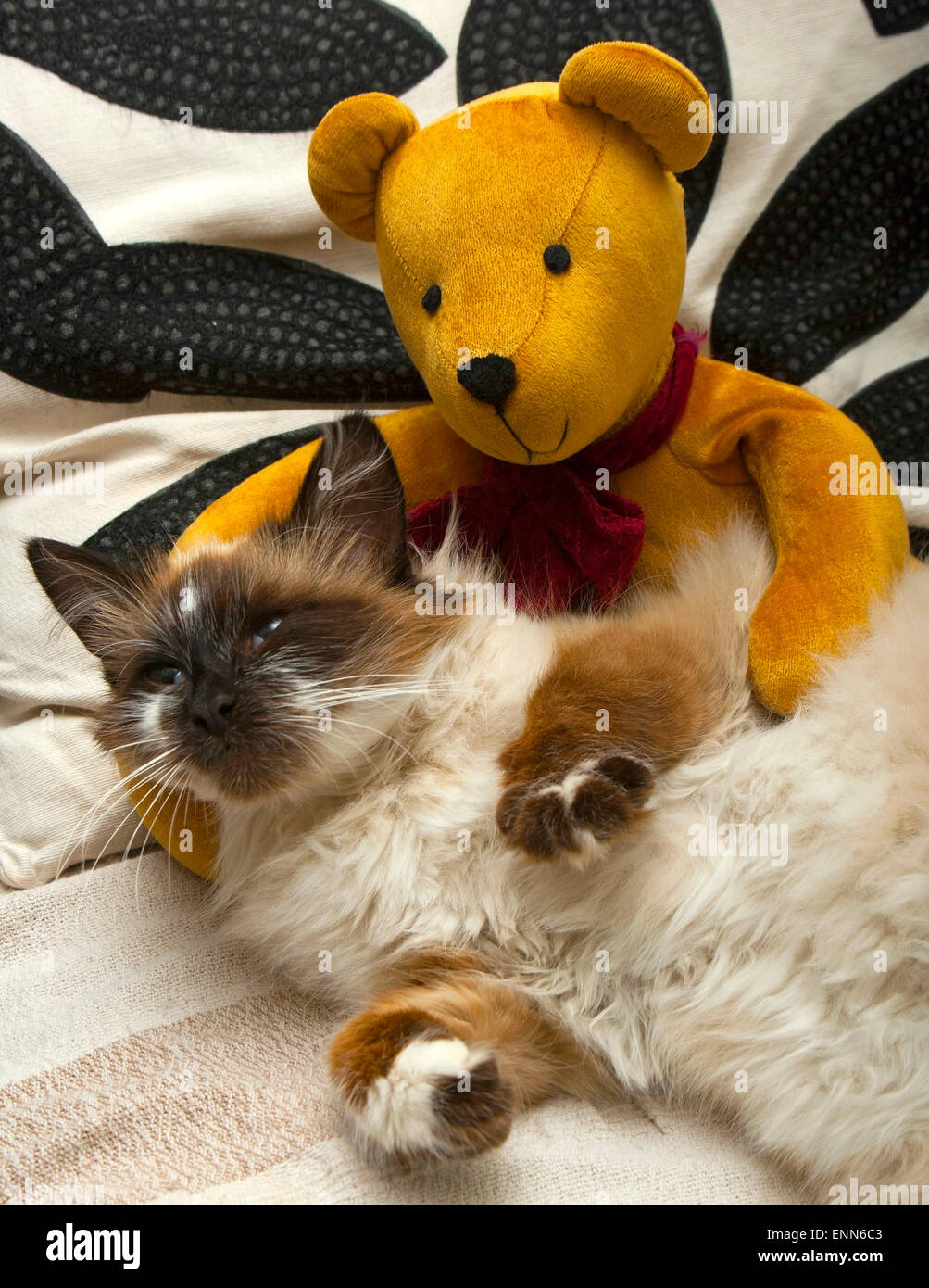 The cat played with the toy-Teddy bear Stock Photo - Alamy