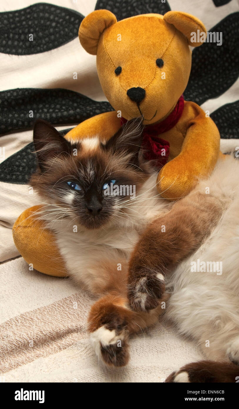 The cat played with the toy-Teddy bear Stock Photo - Alamy