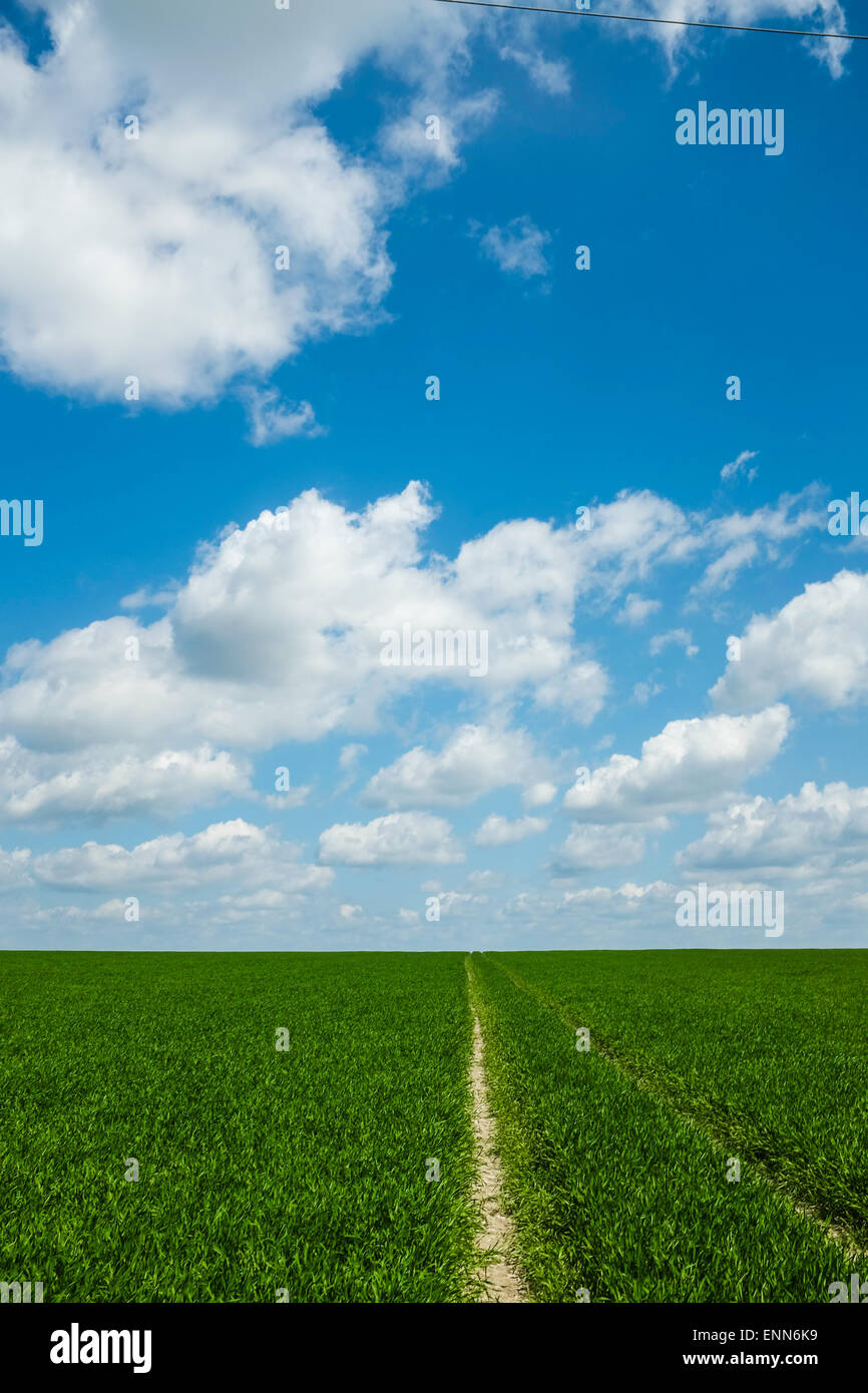 Photo of a grass field with an amazing road going into the horizon ...