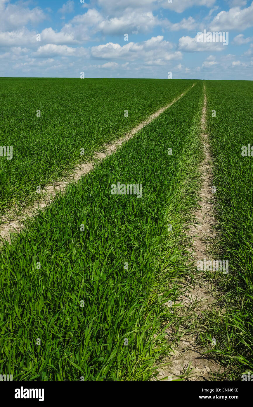 Photo of a grass field with an amazing road going into the horizon ...