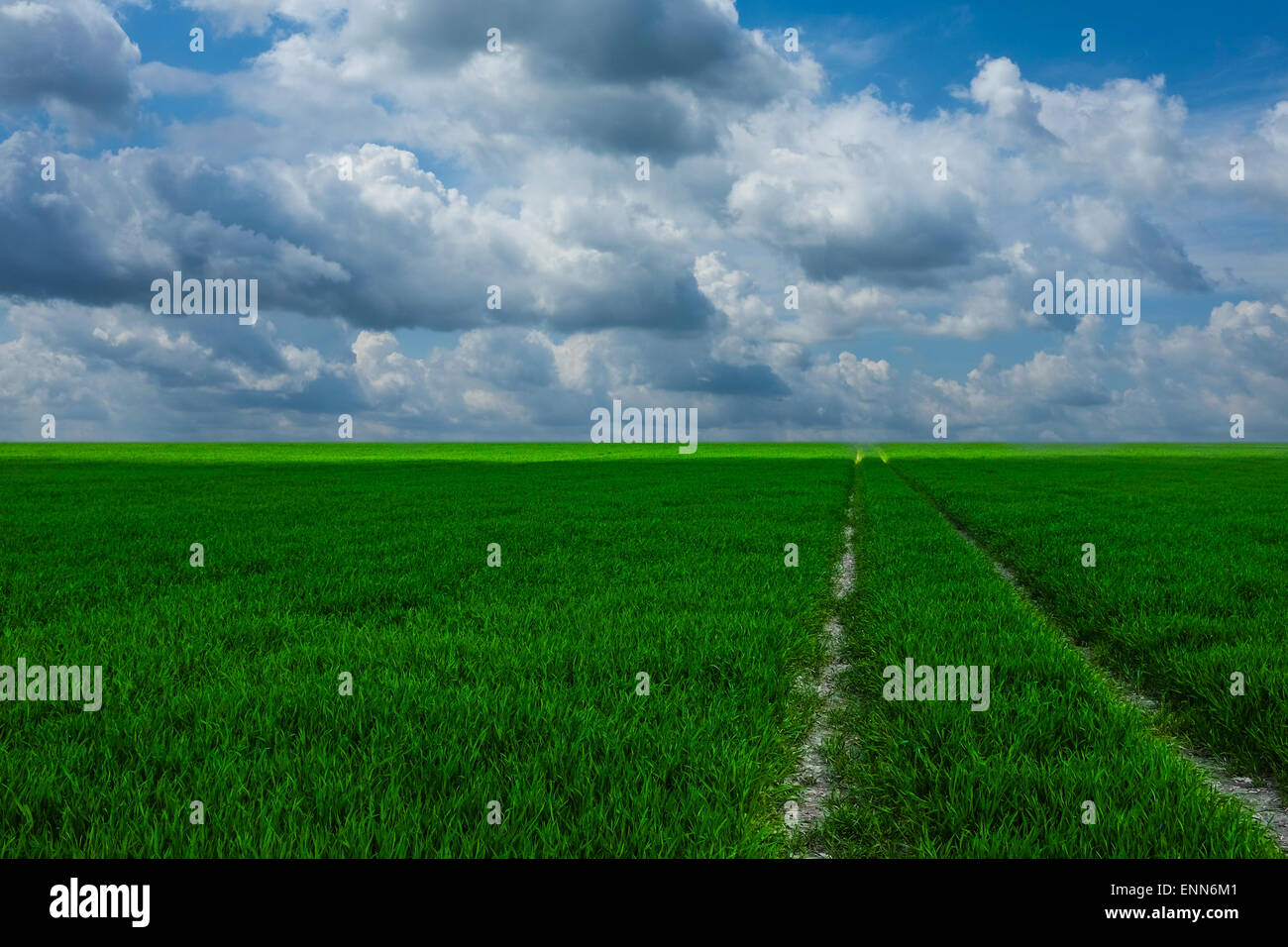 Photo of a grass field with an amazing road going into the horizon ...