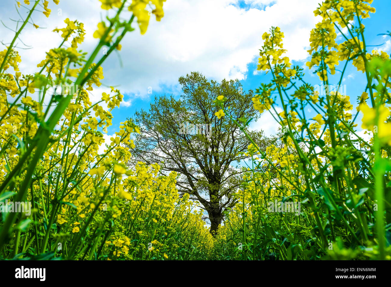 yellow plants and the tree in the background Stock Photo - Alamy