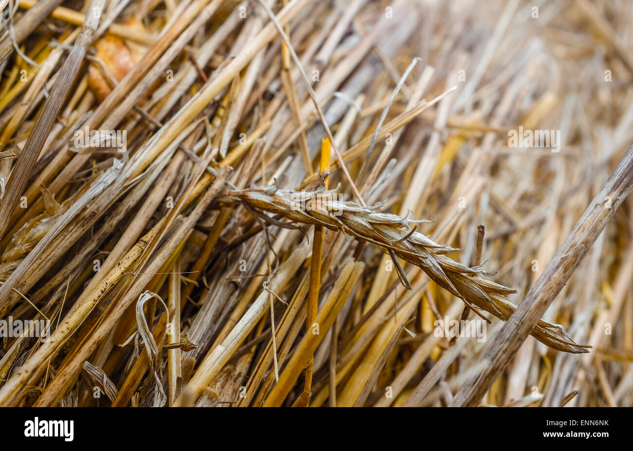 hay stack photo close up Stock Photo - Alamy