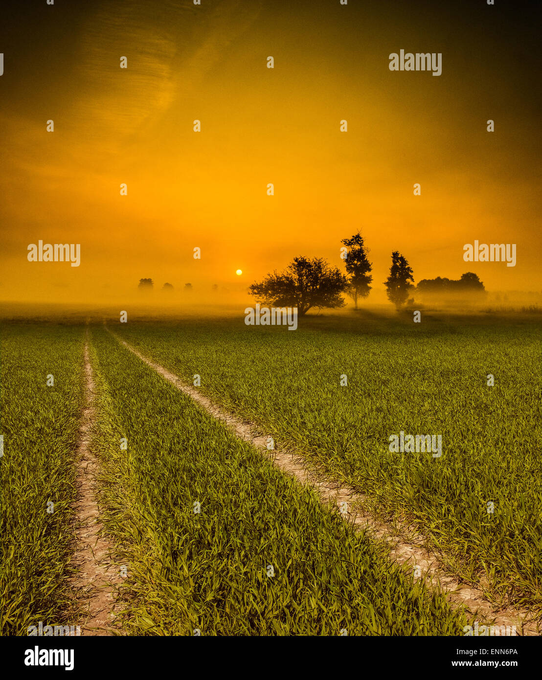 Photo of a grass field with an amazing road going into the horizon ...