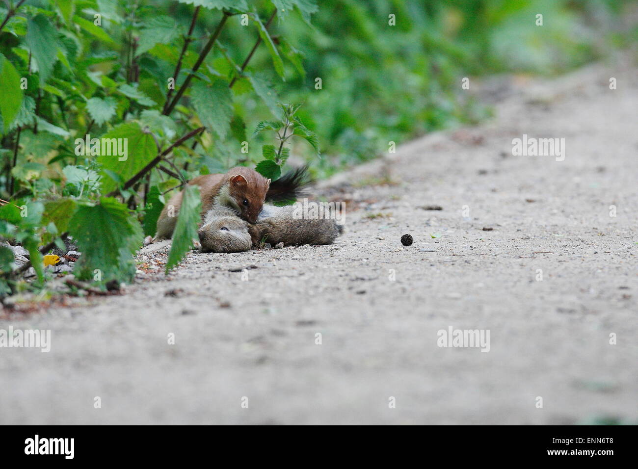 Stoat with its kill of a young Rabbit Stock Photo - Alamy