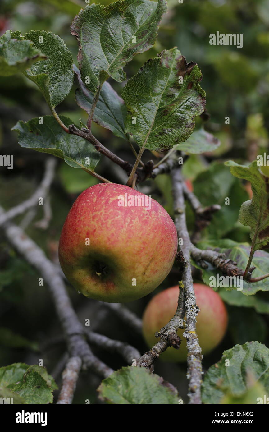 Red apple fruit ripens on an apple tree in a traditional orchard Stock ...