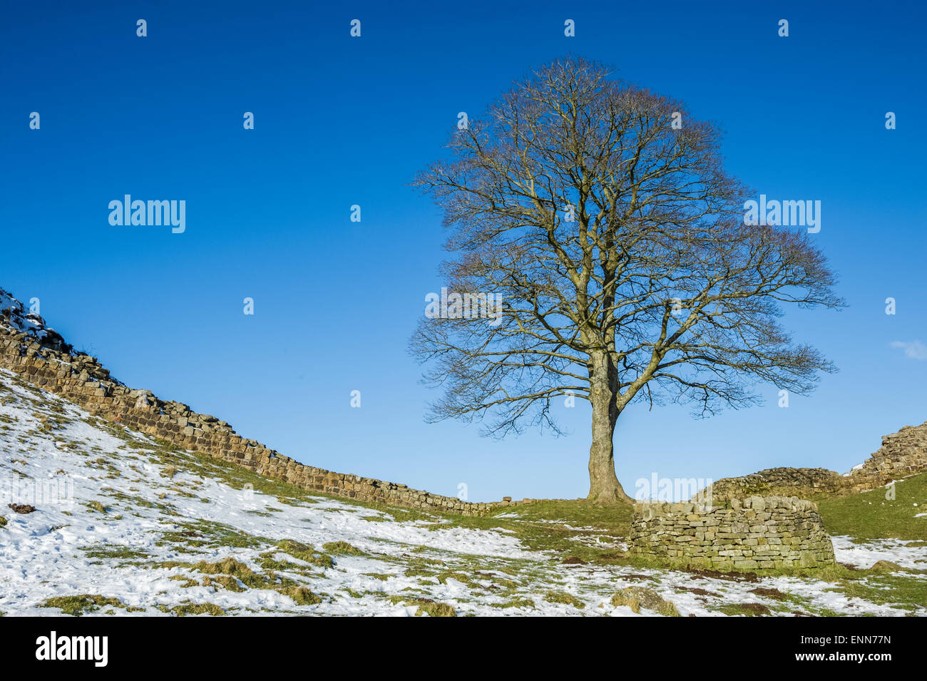 Hadrians Wall winter scenes at Sycamore Gap-Steel Rigg Stock Photo - Alamy