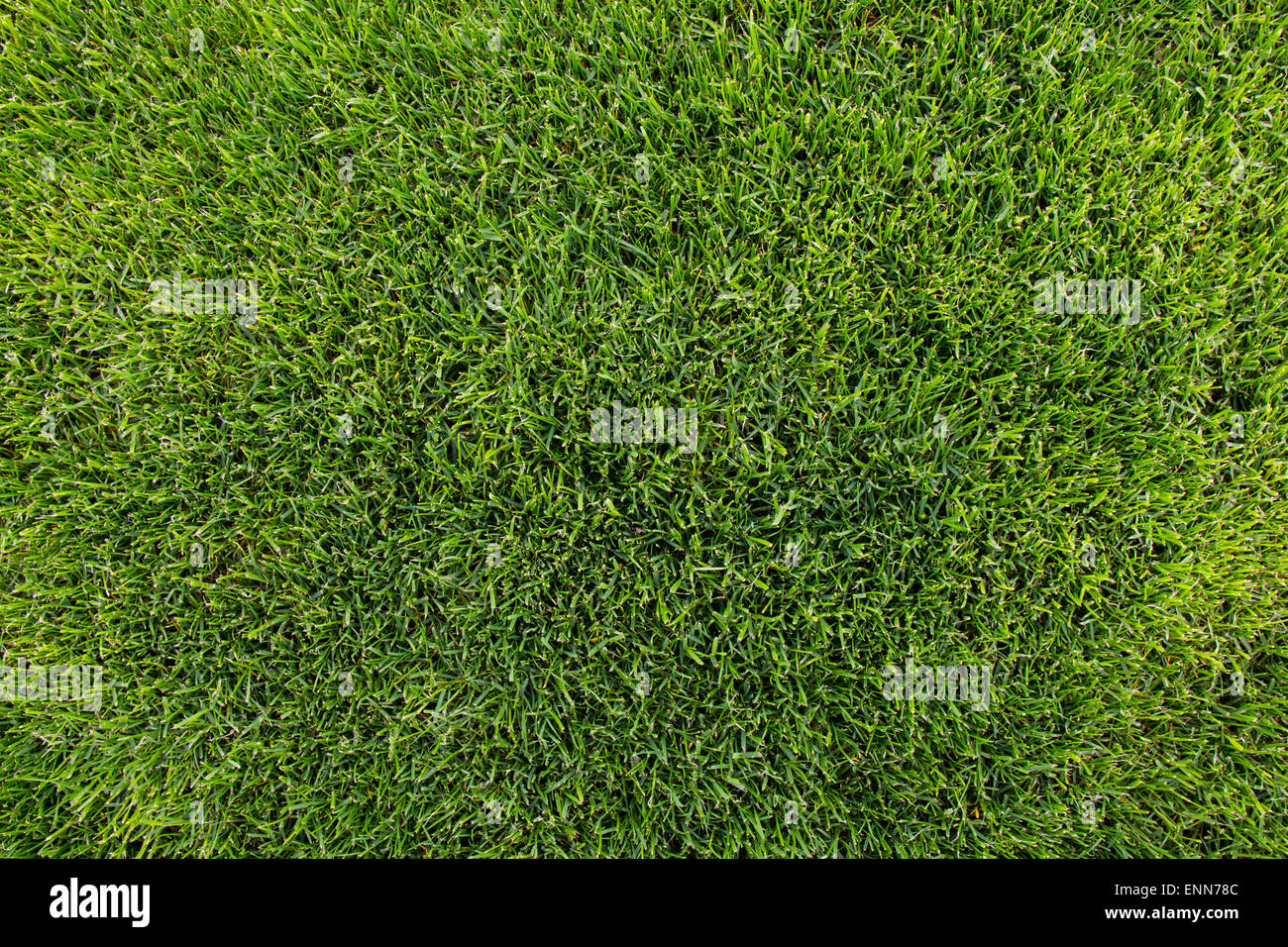 Gross texture hi-res stock photography and images - Alamy