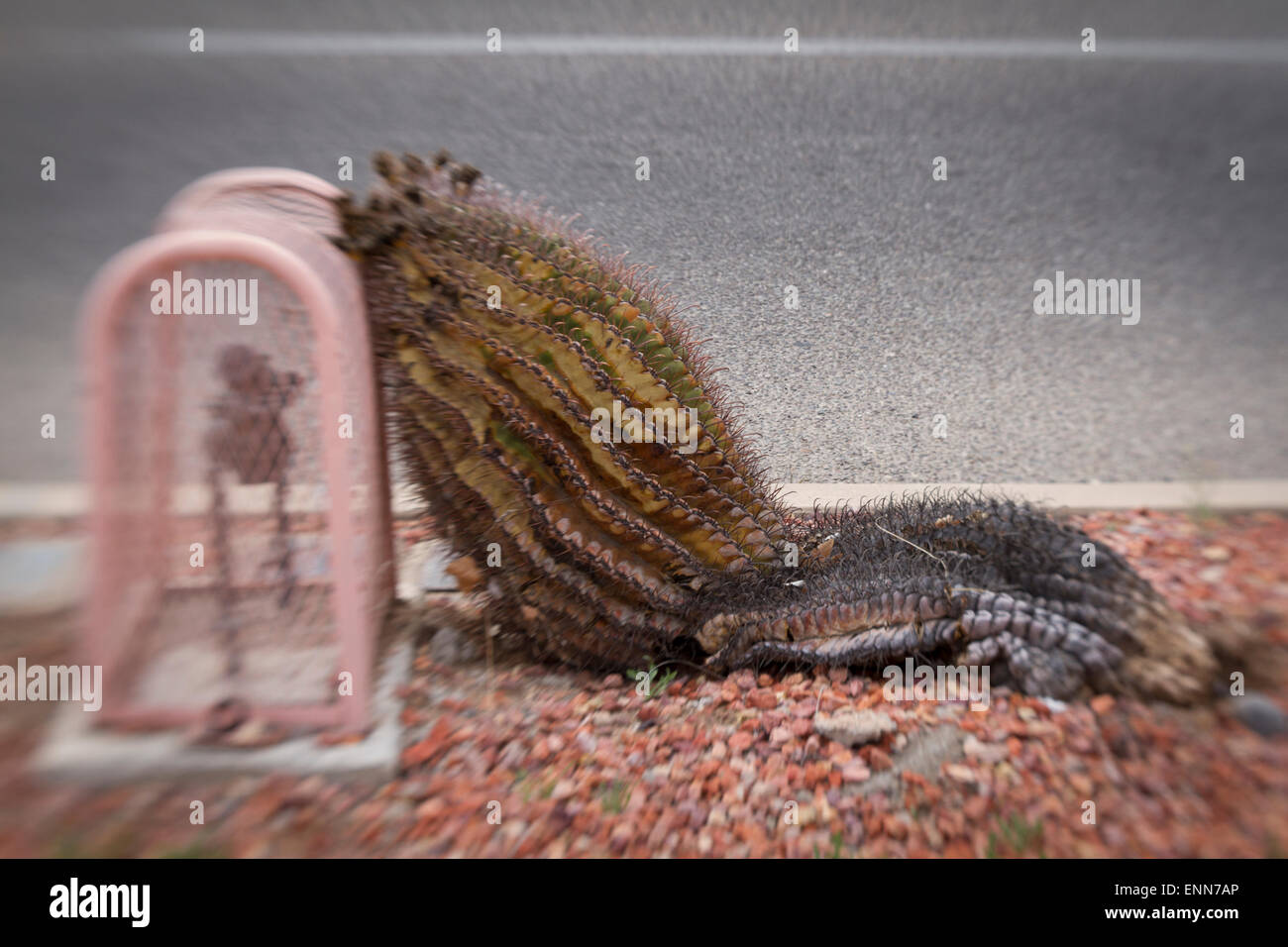 Fallen dead cactus on the road Stock Photo - Alamy