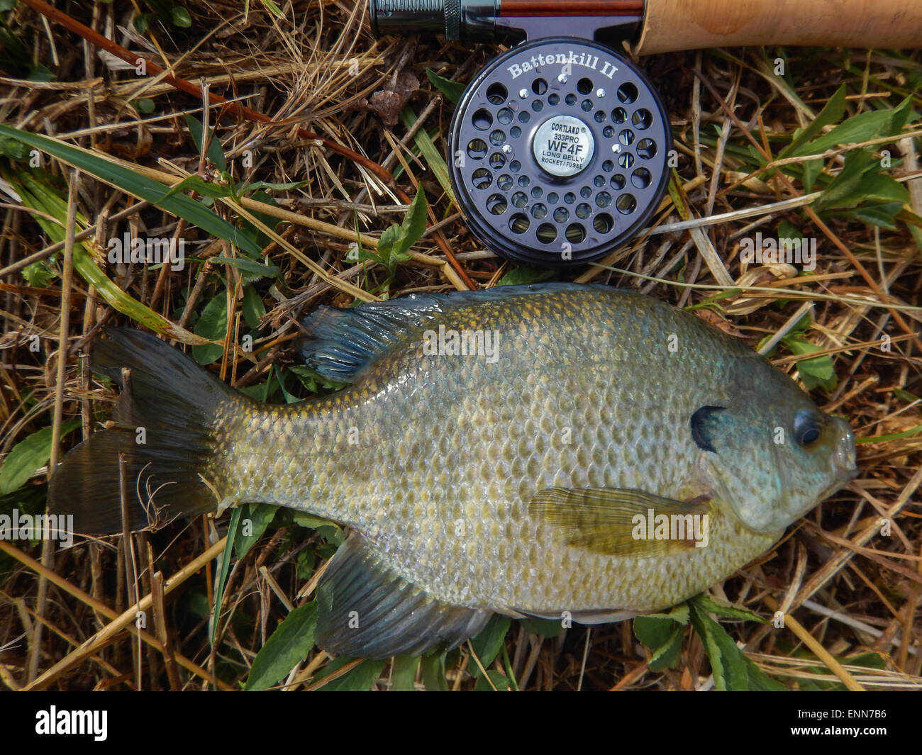 Panfish hi-res stock photography and images - Alamy