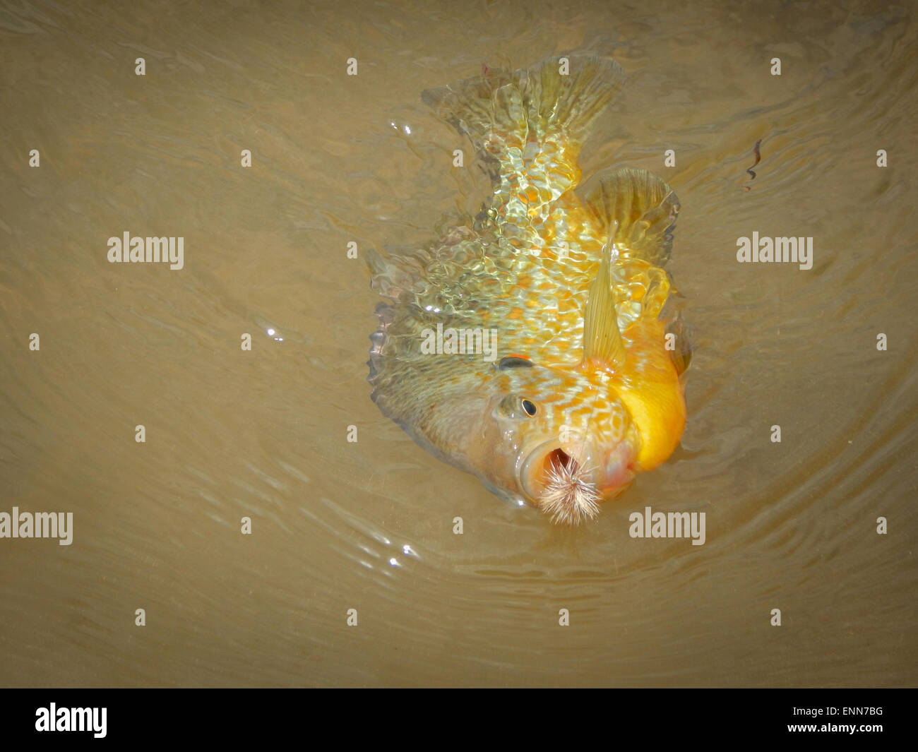 Panfish hi-res stock photography and images - Alamy