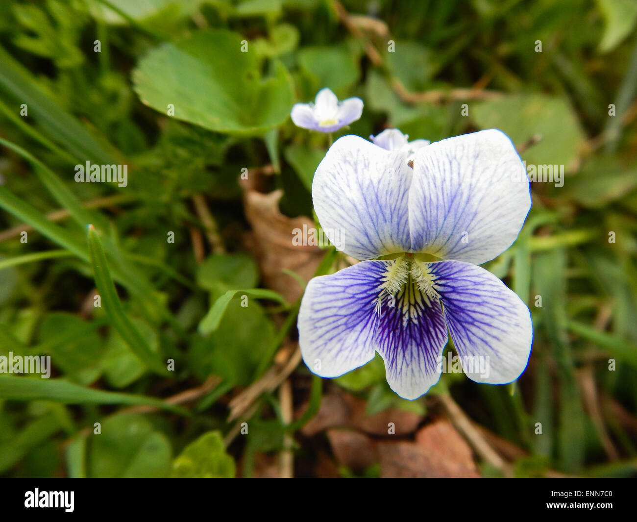 A brilliant white and purple Violet grows wild Stock Photo - Alamy