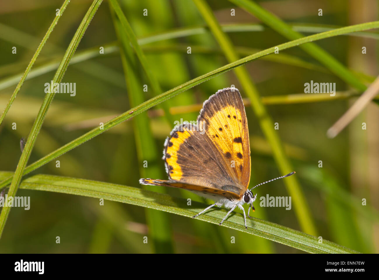 American copper hi-res stock photography and images - Alamy