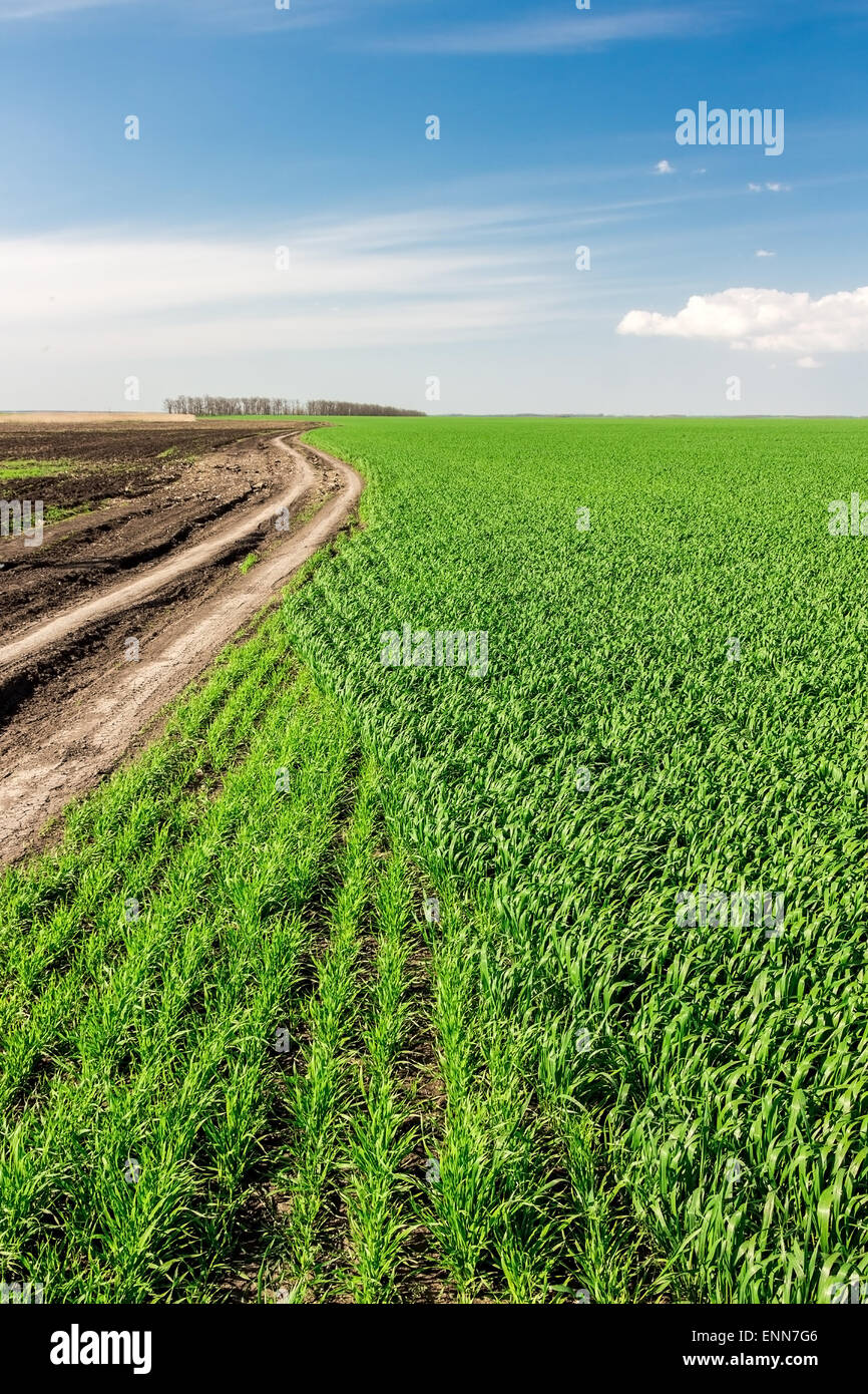 Earth road with green field under blue sky Stock Photo - Alamy