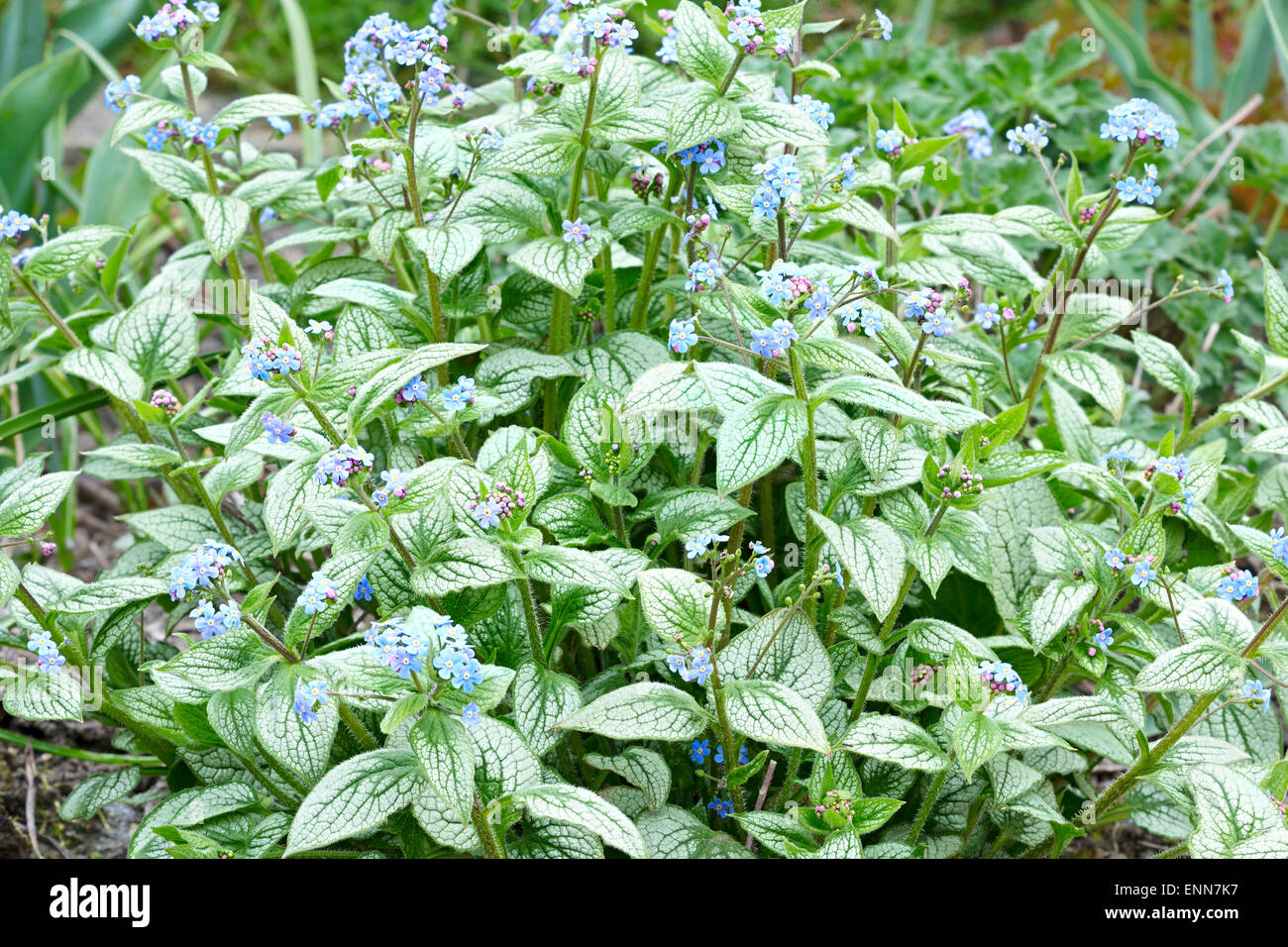 Full image flower hi-res stock photography and images - Alamy