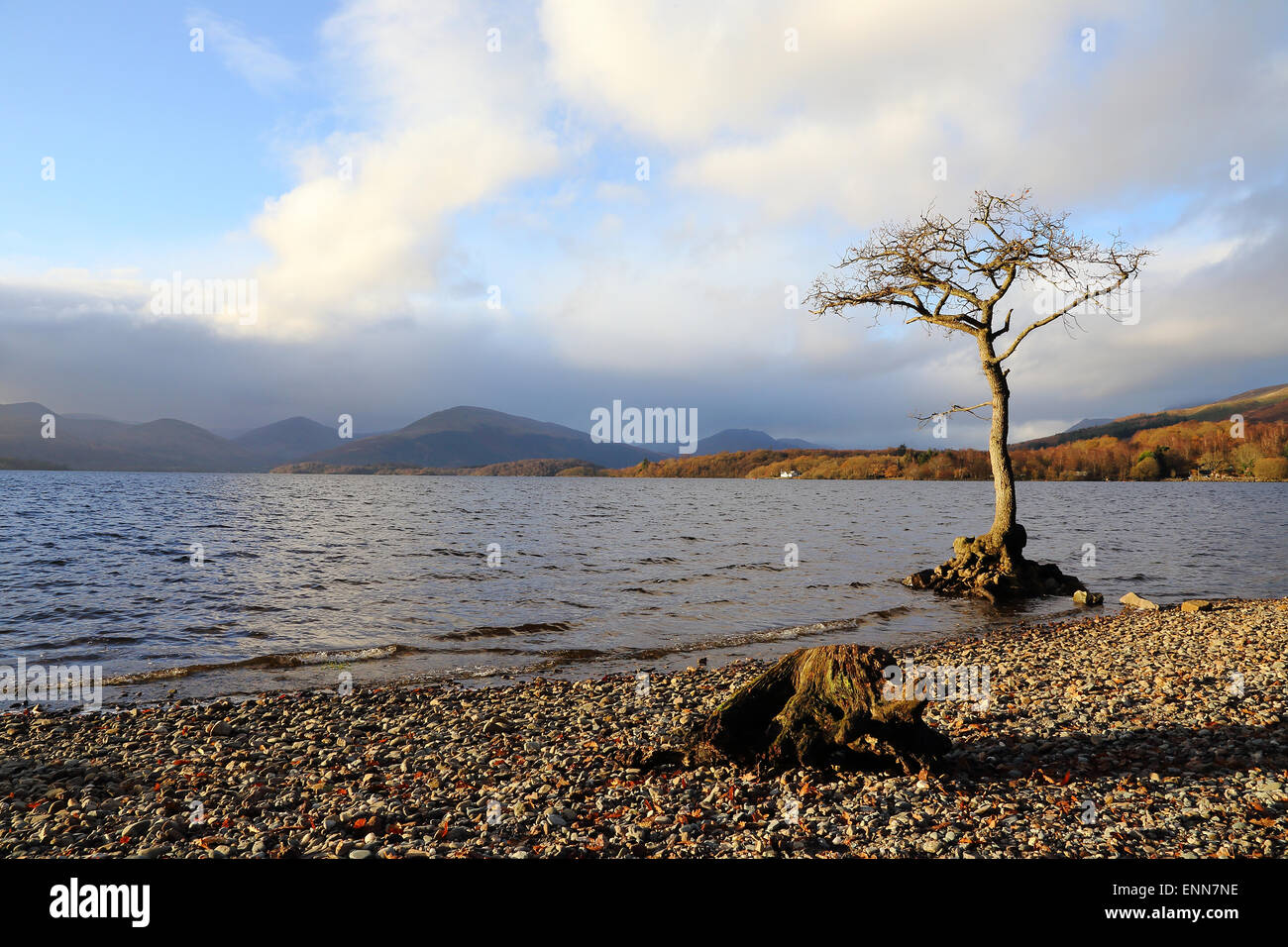 Lone tree at Loch Lomond, Scotland, United Kingdom Stock Photo - Alamy