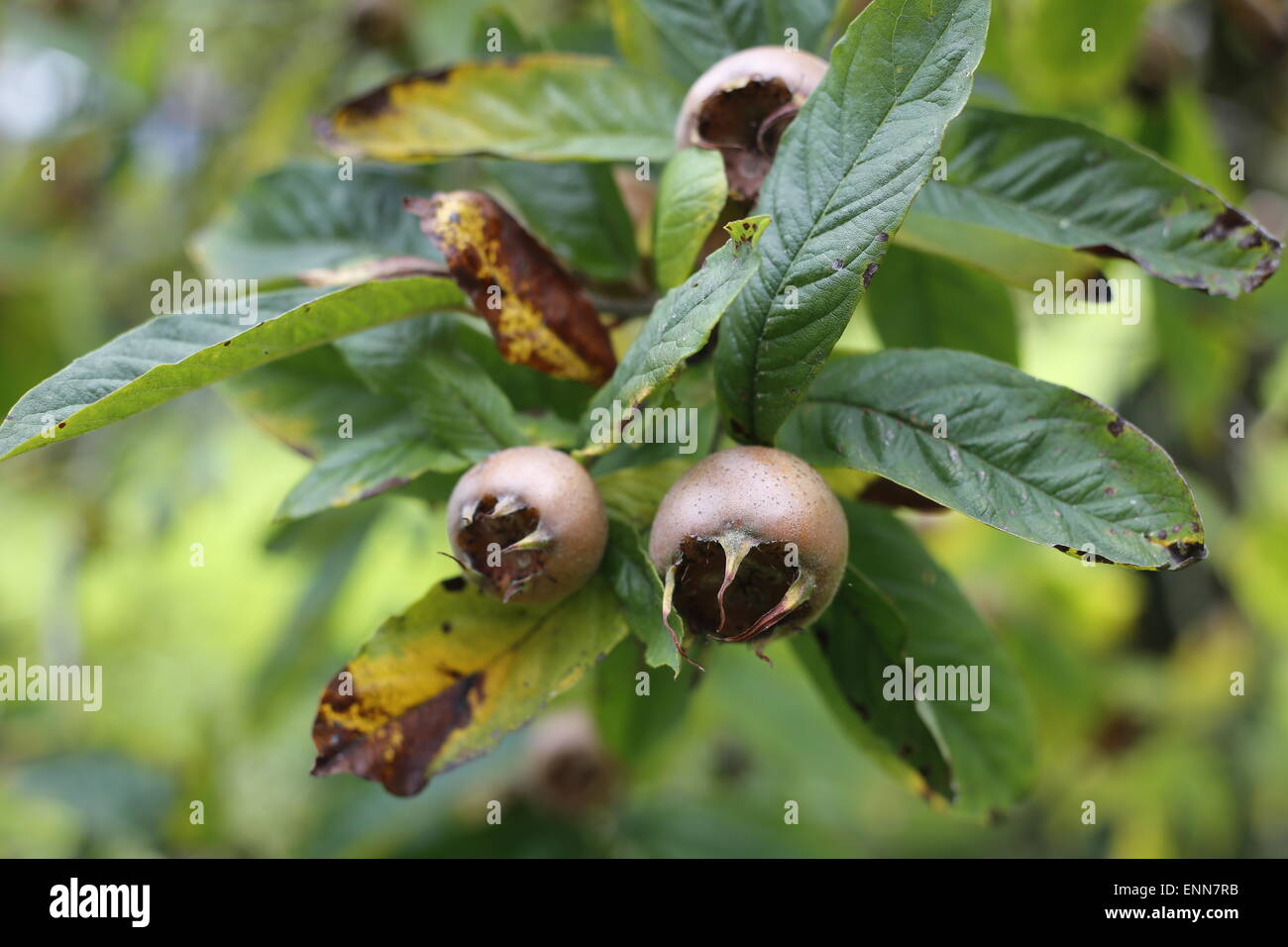 Medlar fruit on a Medlar tree amongst dark green leaves foliage Stock ...