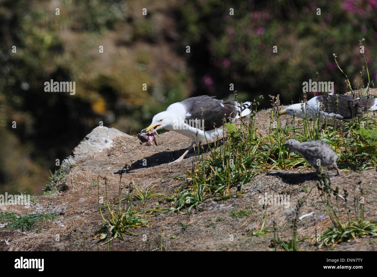 Bird Regurgitating Stock Photos & Bird Regurgitating Stock Images - Alamy
