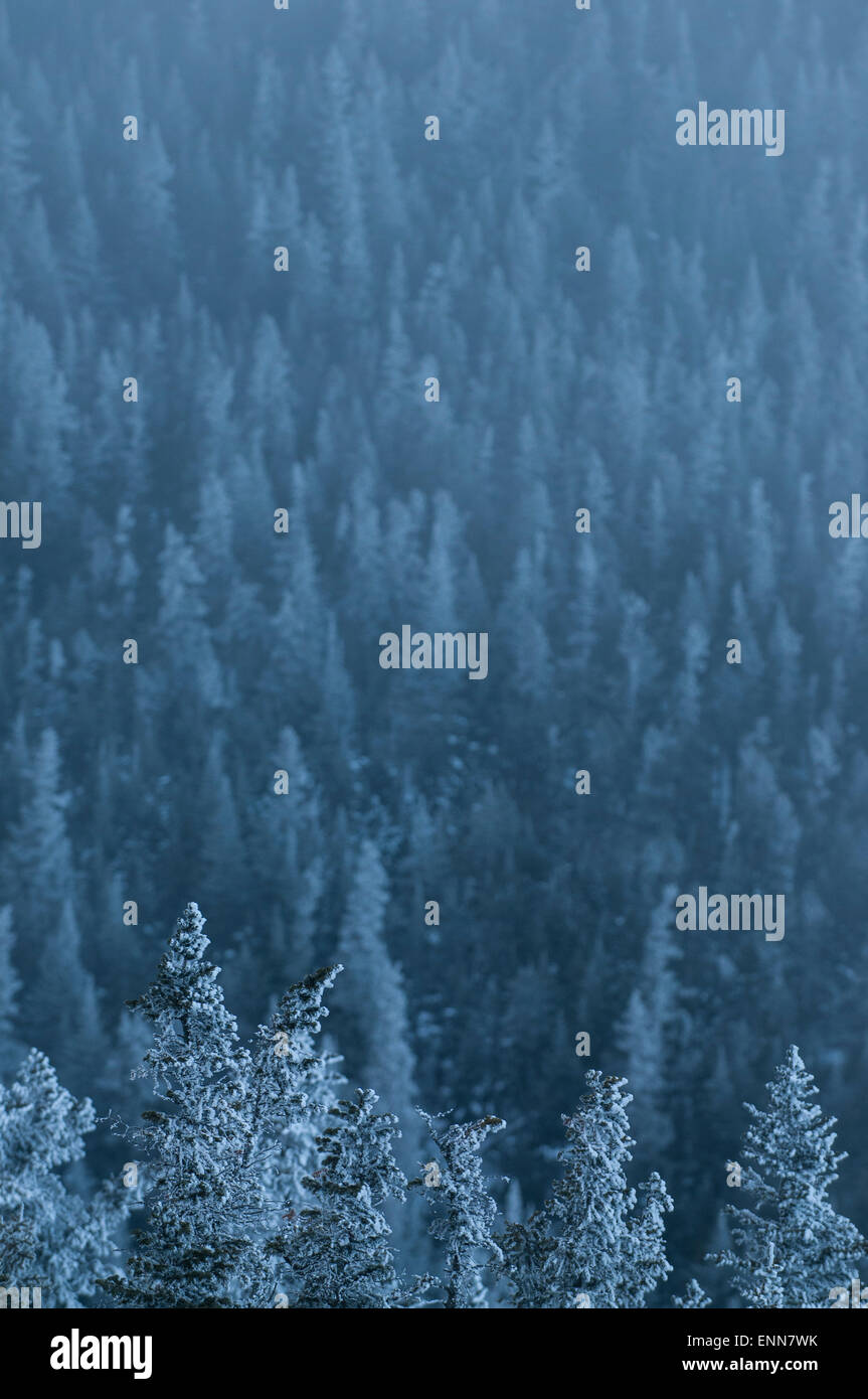 Frost covered trees Stock Photo - Alamy
