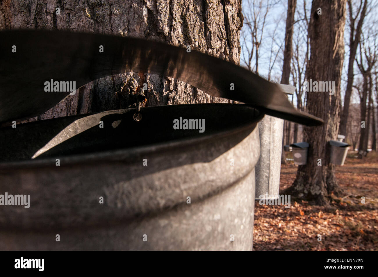 Maple sugar buckets Stock Photo - Alamy
